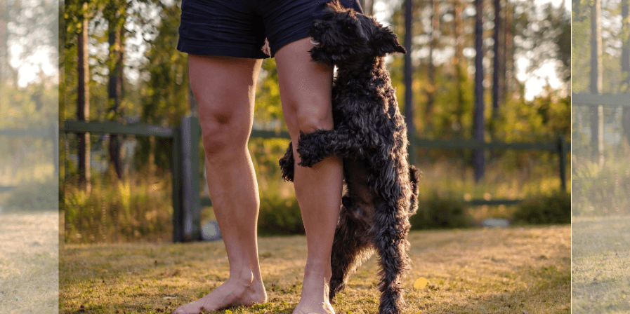 Omakase - Blog Detail Humping Or Mounting Behaviour